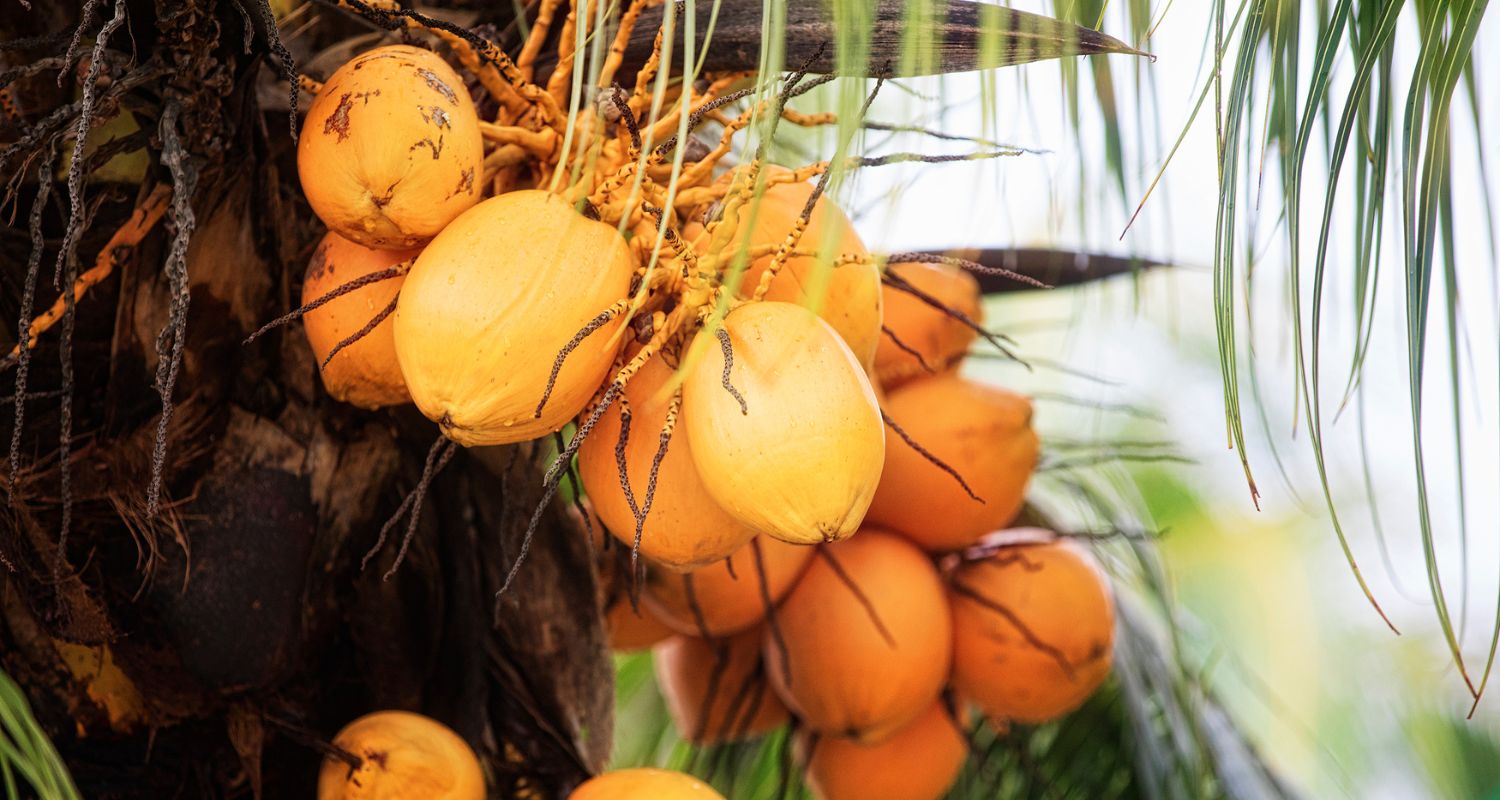Sri Lankan King Coconut Water: Nature’s Best Hydration Drink | Contract ...